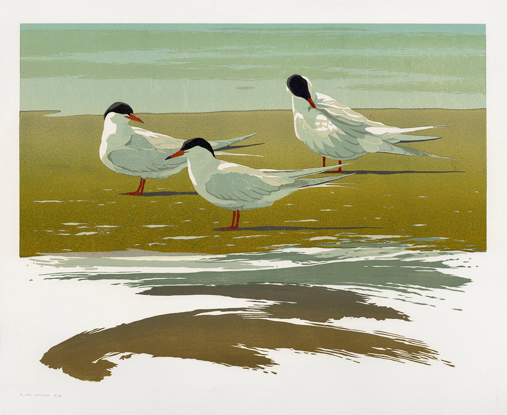 Erik VAN OMMEN - Common Terns - Een zonnige namiddag - Color woodcut ...